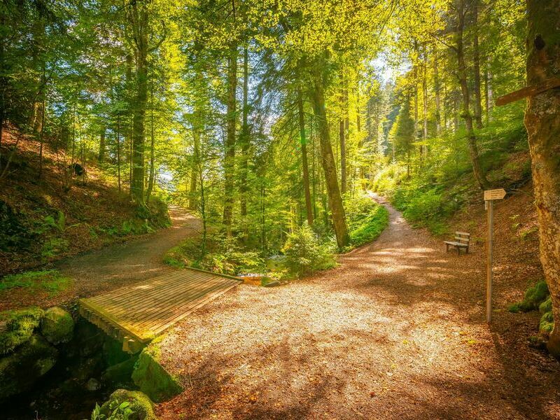 Der "Spürnasenpfad" in Todtmoos